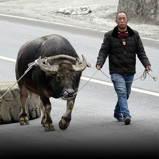 How Fighting Bulls Are Trained