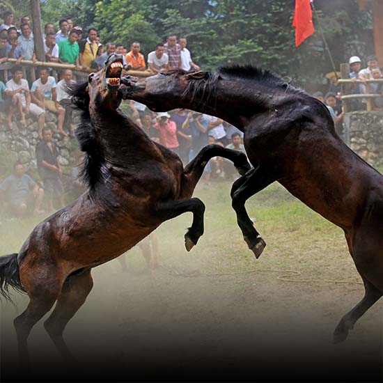 Horse-Fighting Festival in Guangxi