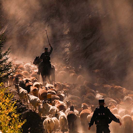 Sheep on the Move in Xinjiang