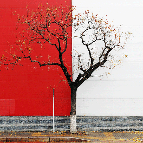 The Viral Tree