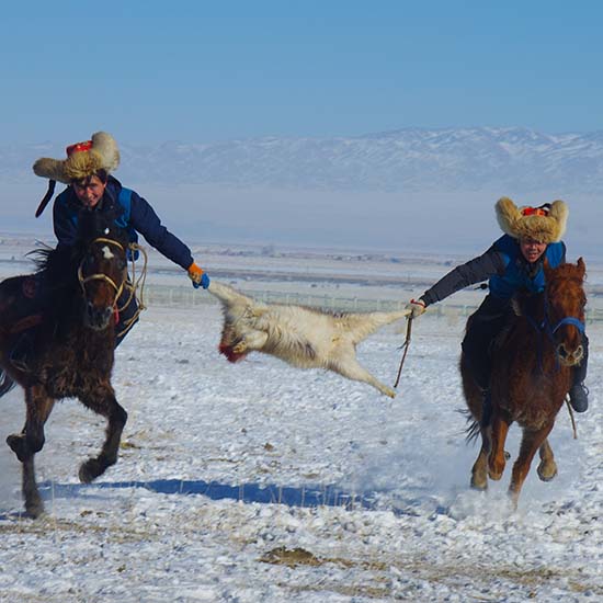 Scramble For a Sheep