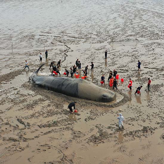 Sperm Whale Stranded Near Ningbo