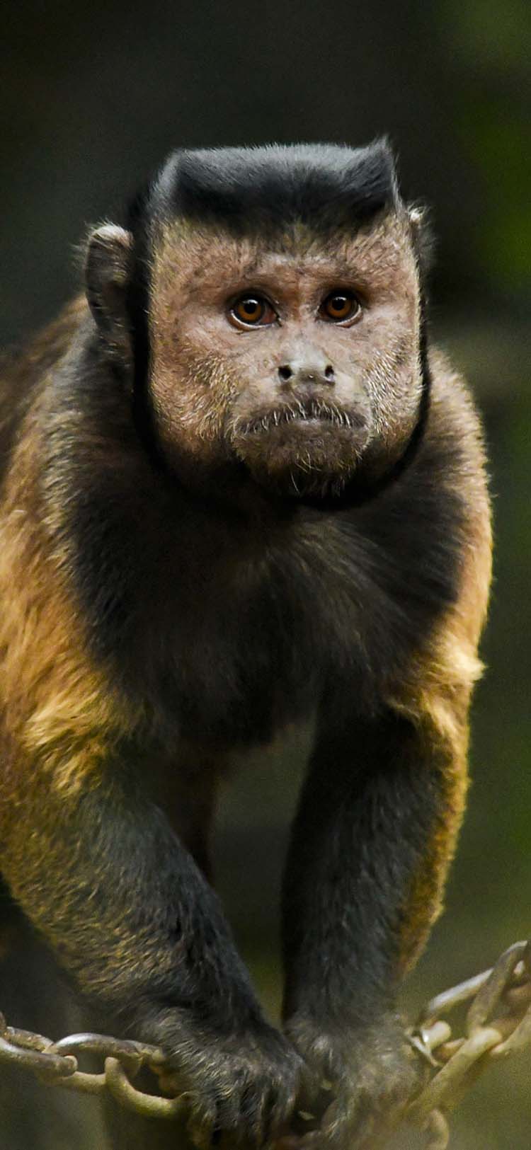 China’s Latest Idol Is This Deadpan Monkey