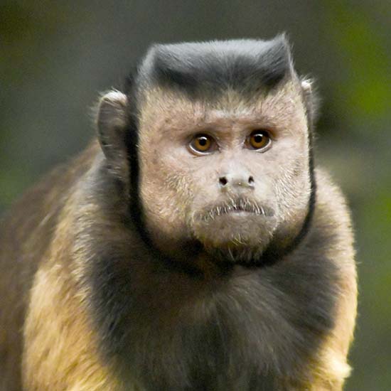 China’s Latest Idol Is This Deadpan Monkey