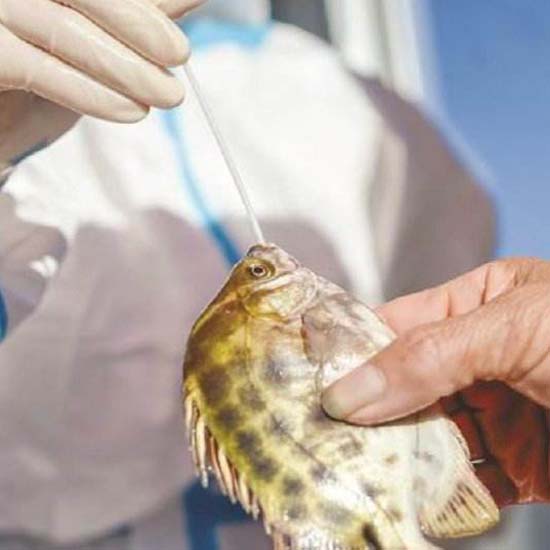 In Fujian, Even Fish Have to Take COVID Tests