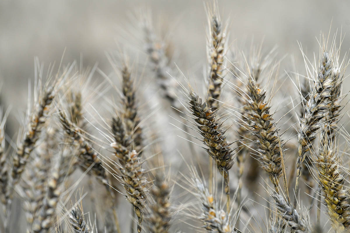 Wheat In China