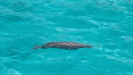Dugong Mermaid Legend Murder Of A Mermaid | Window To Nature